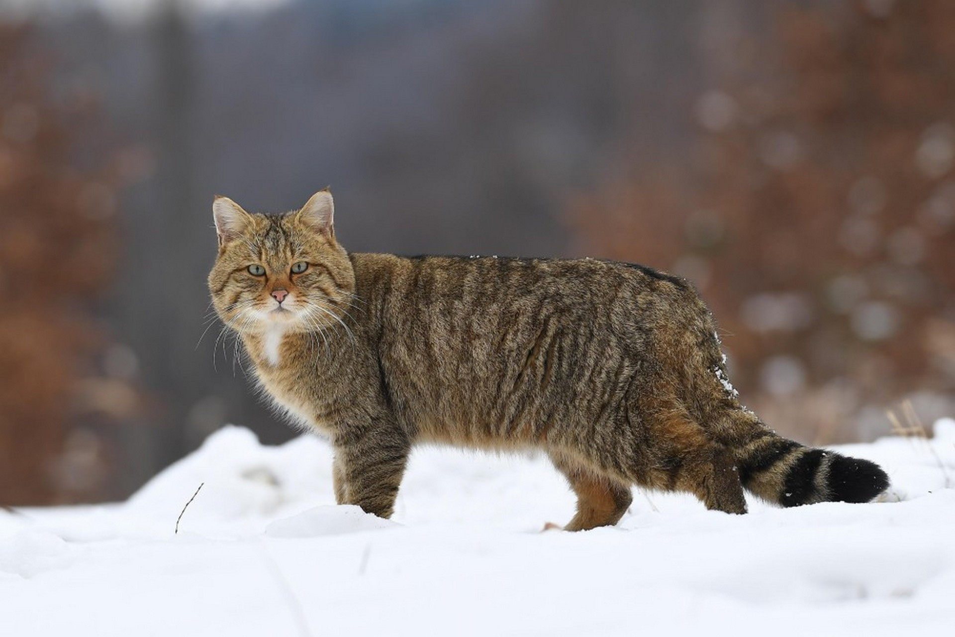 What to do with unwanted animal visitors in the factory - U. S. Steel ...